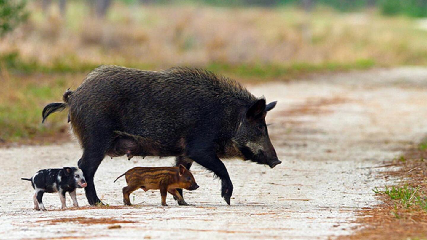 Destructive, Formidable, Invasive: How is the U.S. Managing the Feral ...