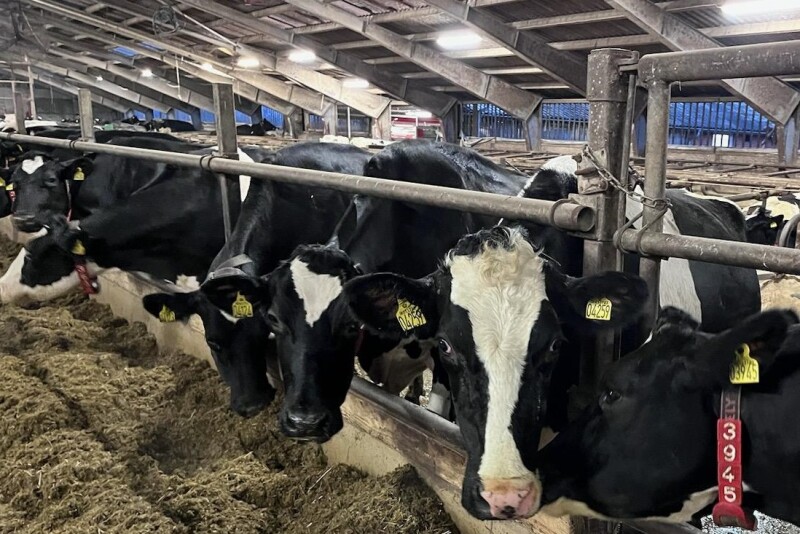 Shorter Dry Period, Better Rumen Function? - Dairy Herd