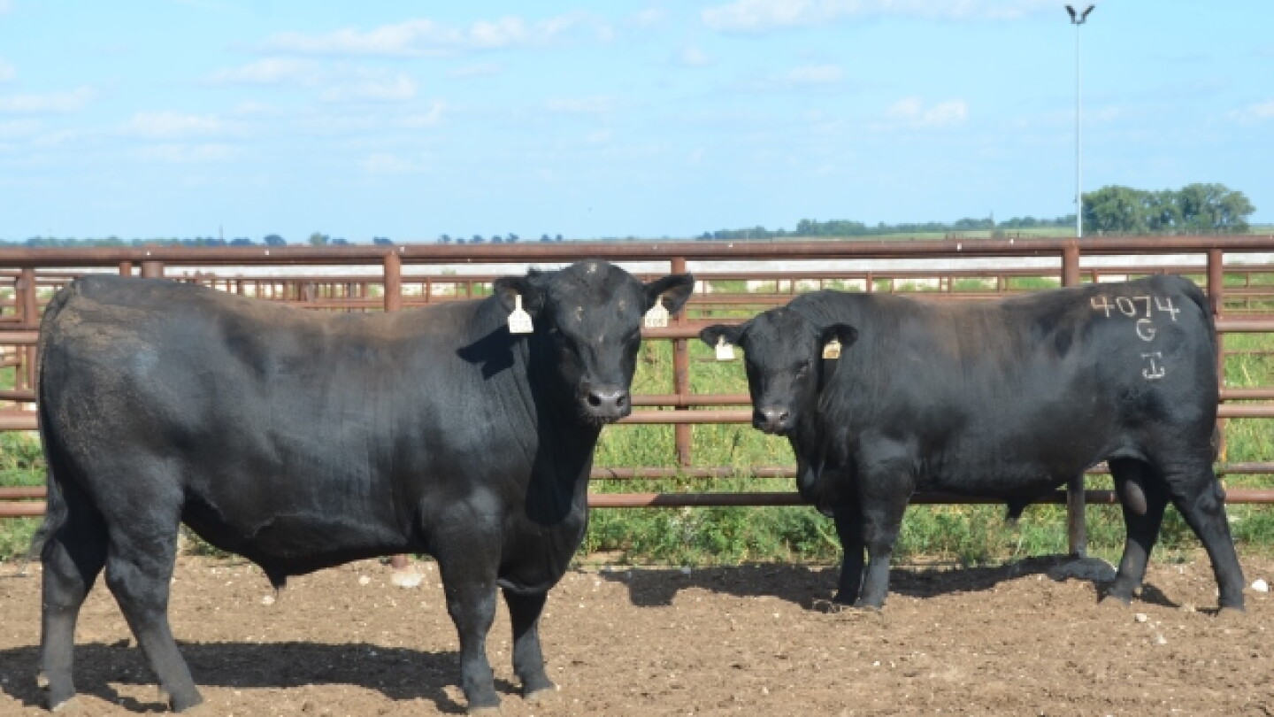 Measuring the Value (or Expense) of a Bull Purchase - Drovers