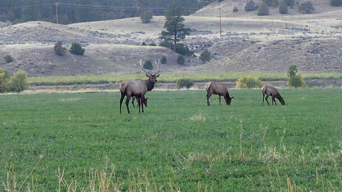 Wyoming Lawmaker Proposes All-You-Can-Kill Elk Permits for Ranchers ...