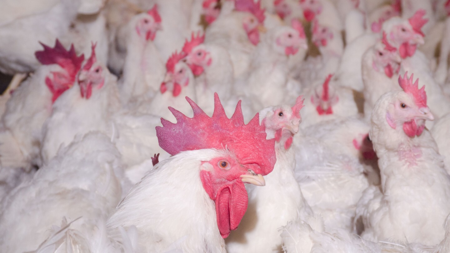First Human Case of Avian Flu in the U.S. Confirmed in Colorado - The ...