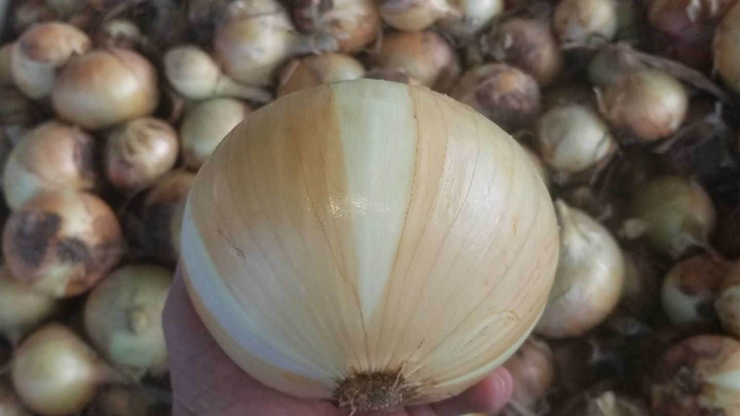 Strong Texas onion crop expected - The Packer - Fruit and Vegetable ...