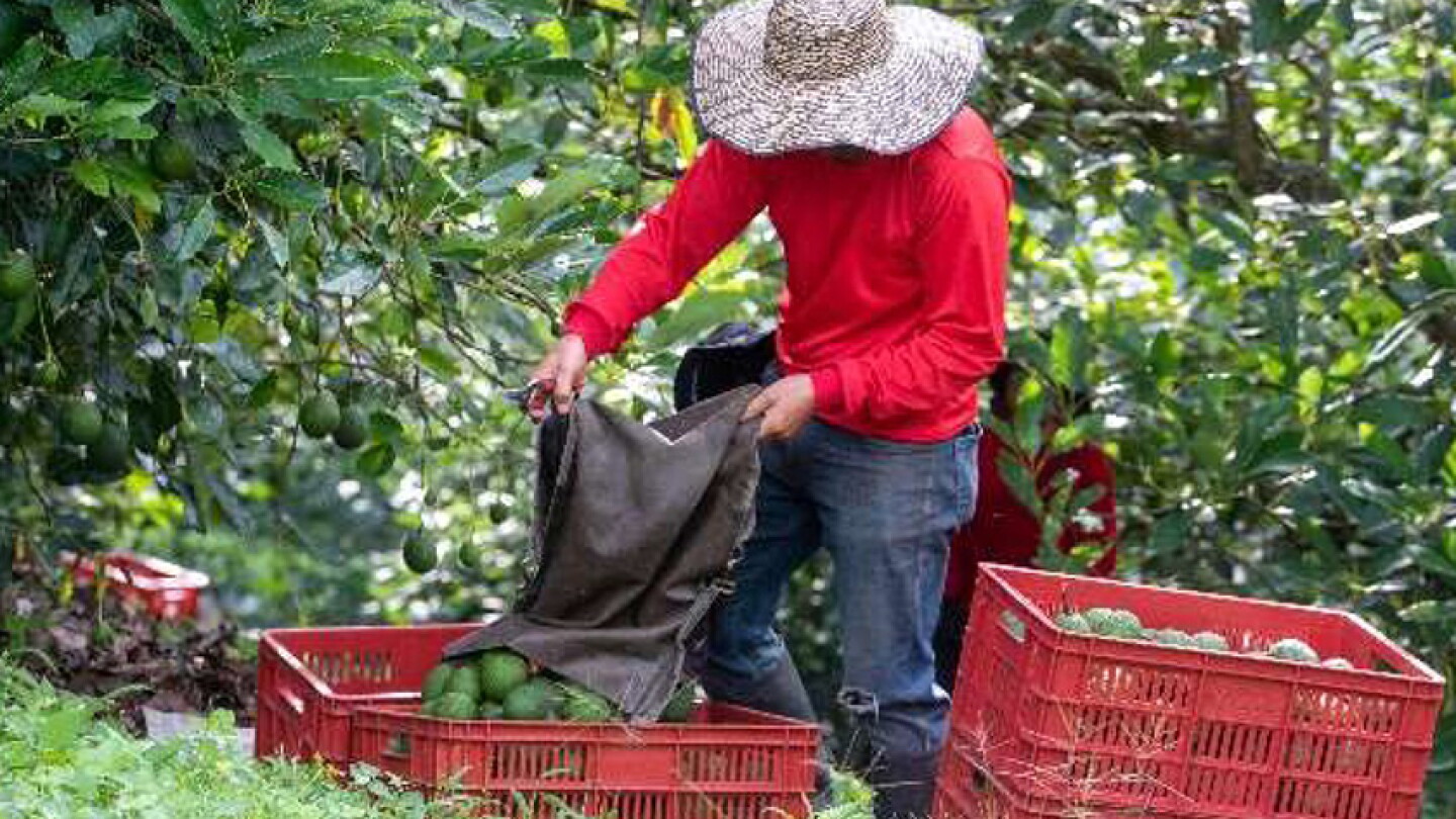 Awe Sum Organics to offer organic, fair trade avocados year-round - The ...