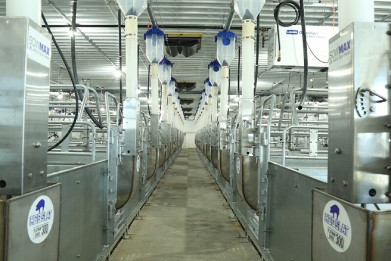 Labor-Friendly Automated Sow Feeding
