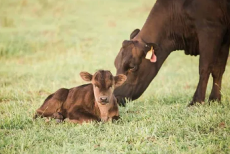 EPDs Can Move Your Breeding Program Forward Faster