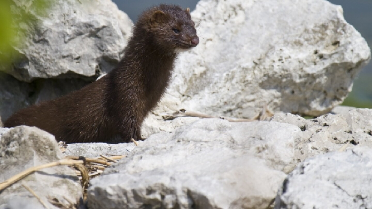 Animal Rights Activists Release Mink In Utah, Idaho - Drovers