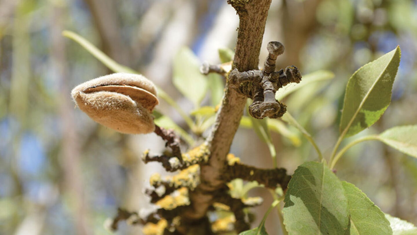 Almond growers adapt soil health management, increase yield 10 to 20% ...