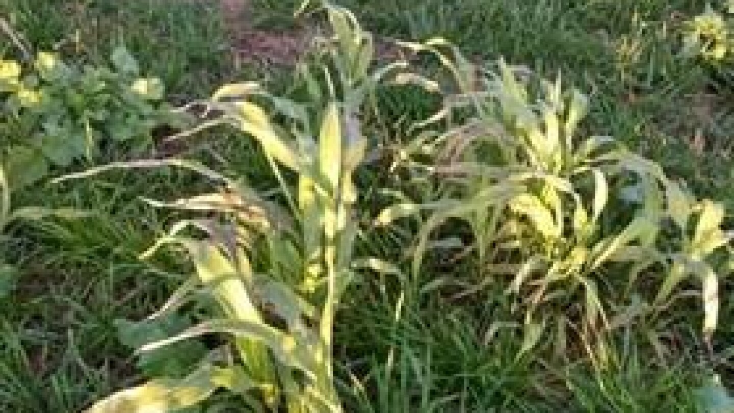 Prussic Acid in Warm Season Annuals