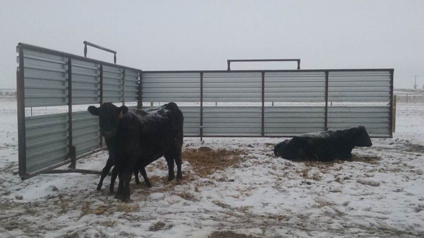 10 Points to Consider When Managing Cattle Through Cold Stress - Drovers