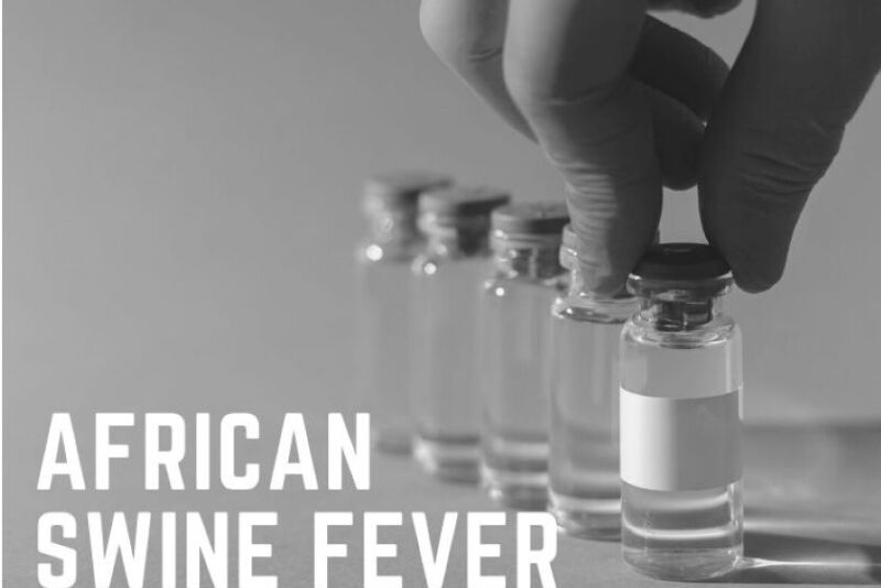 Vietnam Approves Commercial Use of First African Swine Fever Vaccines ...