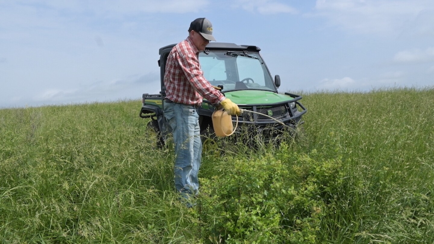 Maintaining Pasture-first Focus Through Summer Helps Extend Grazing ...
