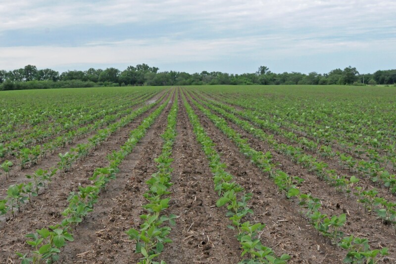 BASF to Market Xitavo Soybean Seed with Enlist E3 - AgWeb