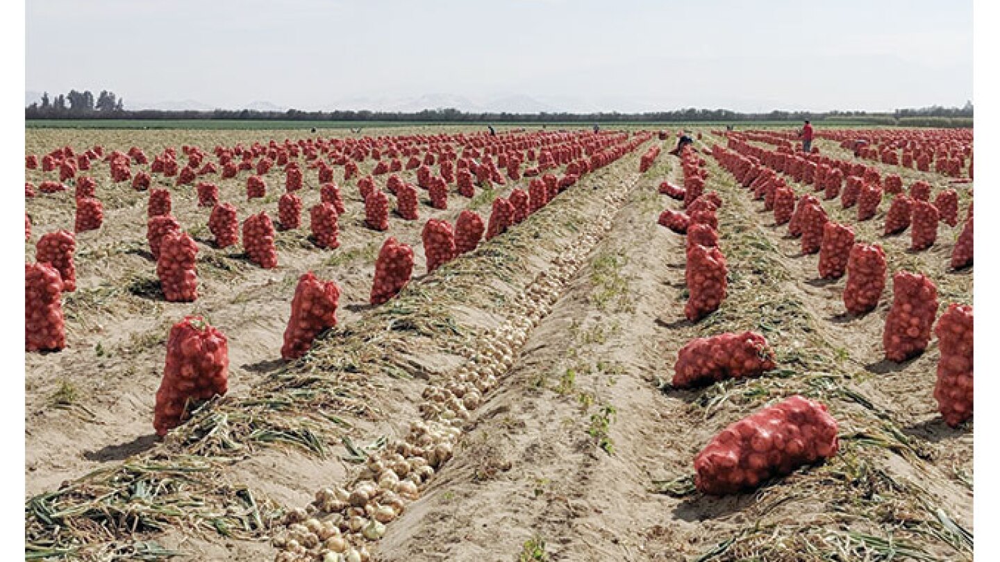 Short Vidalia crop leads to earlier sweet onion shipments out of Peru ...