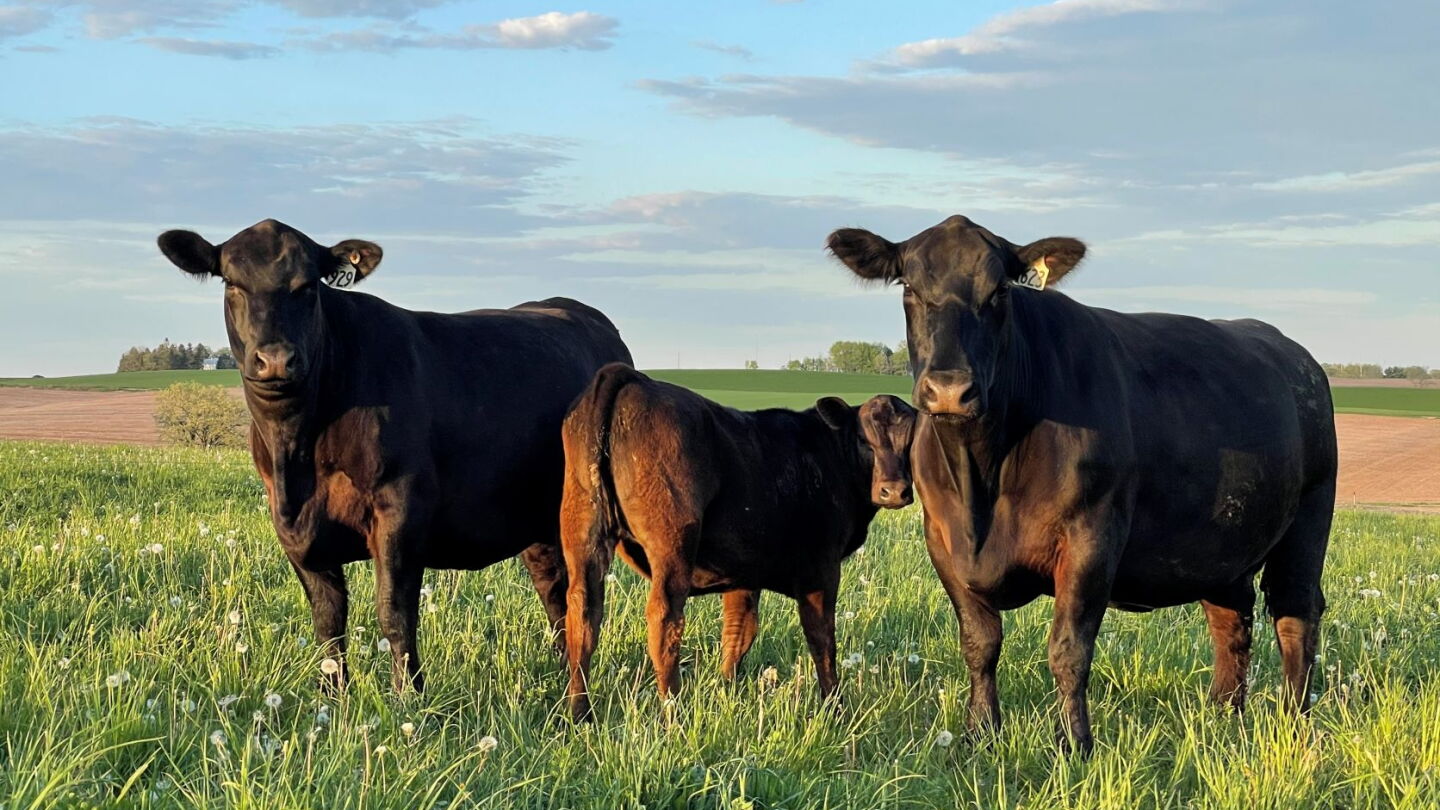 Which Cows Are Worth Keeping? Select Cows That Best Fit Your Operation ...