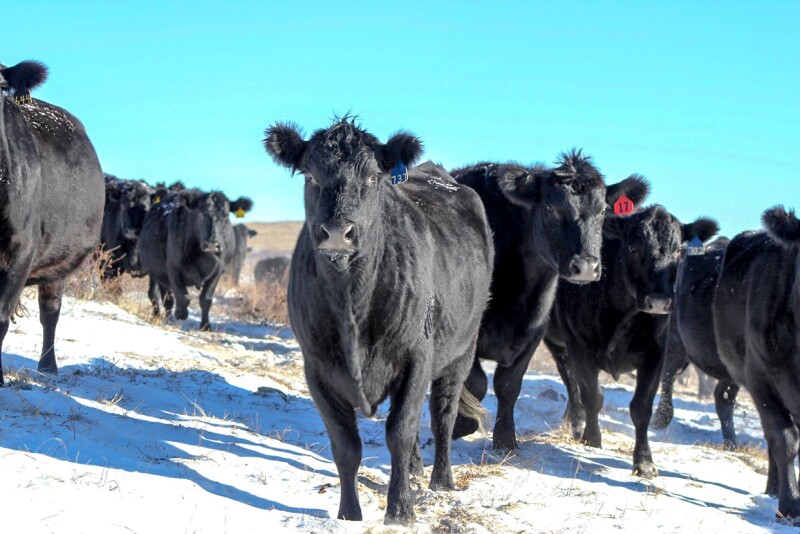 what do cows do in winter