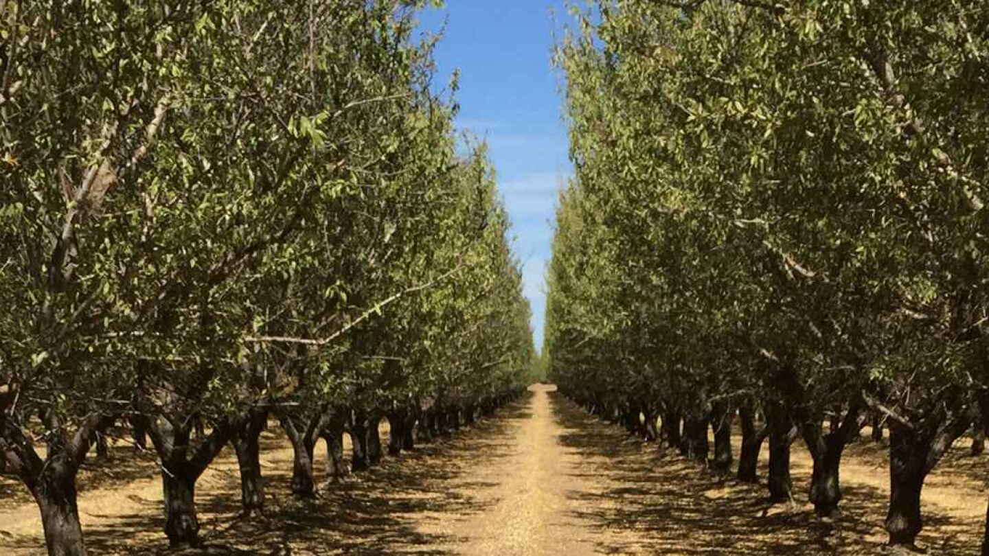 U.S. nut, date and dried fruit producers battle challenges beyond the ...