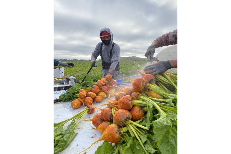 organic vegetable growing