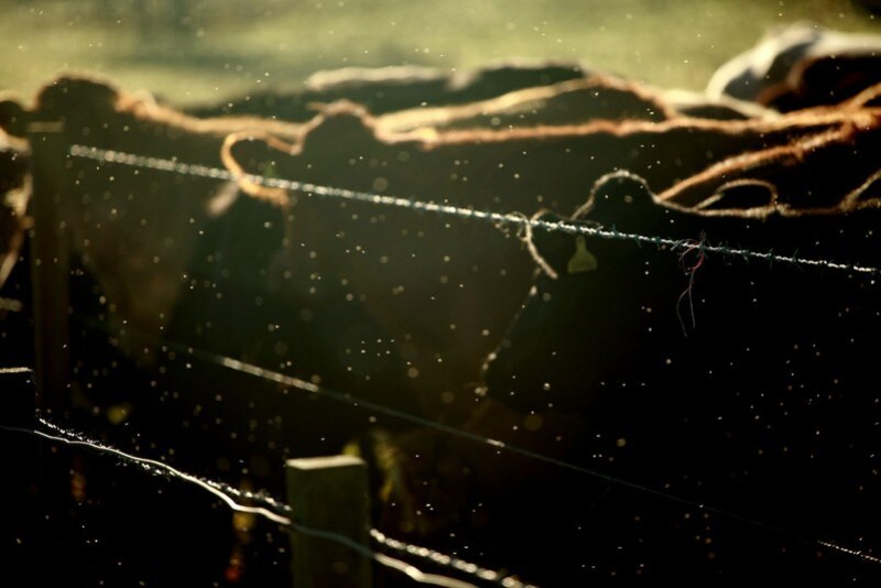 Cattle Fly Control: A Comprehensive Explanation and Options - Drovers