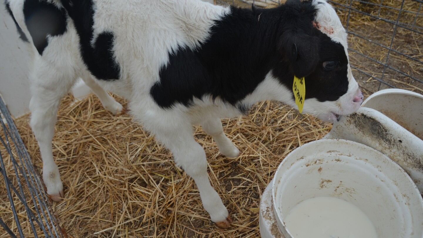 Transition Milk Boosts Calves' Digestive Development - Dairy Herd Management