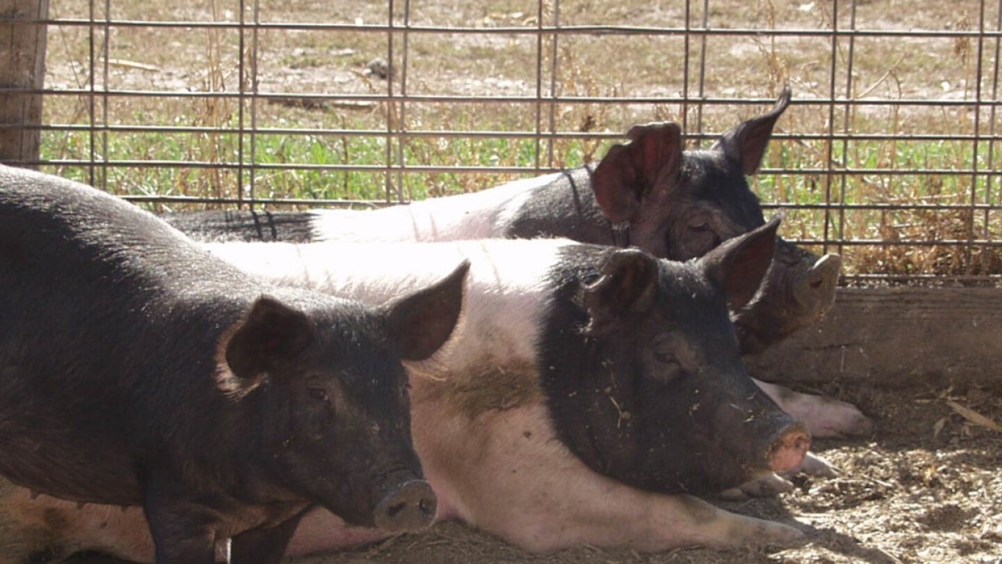 Small Swine Farm Management: Tips to Keep Your Herd Healthy This Spring