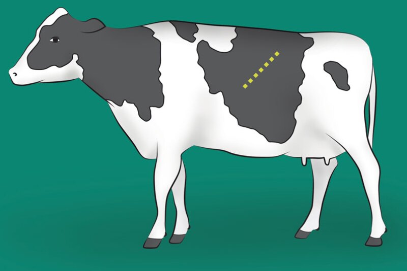 lateral recumbency cattle