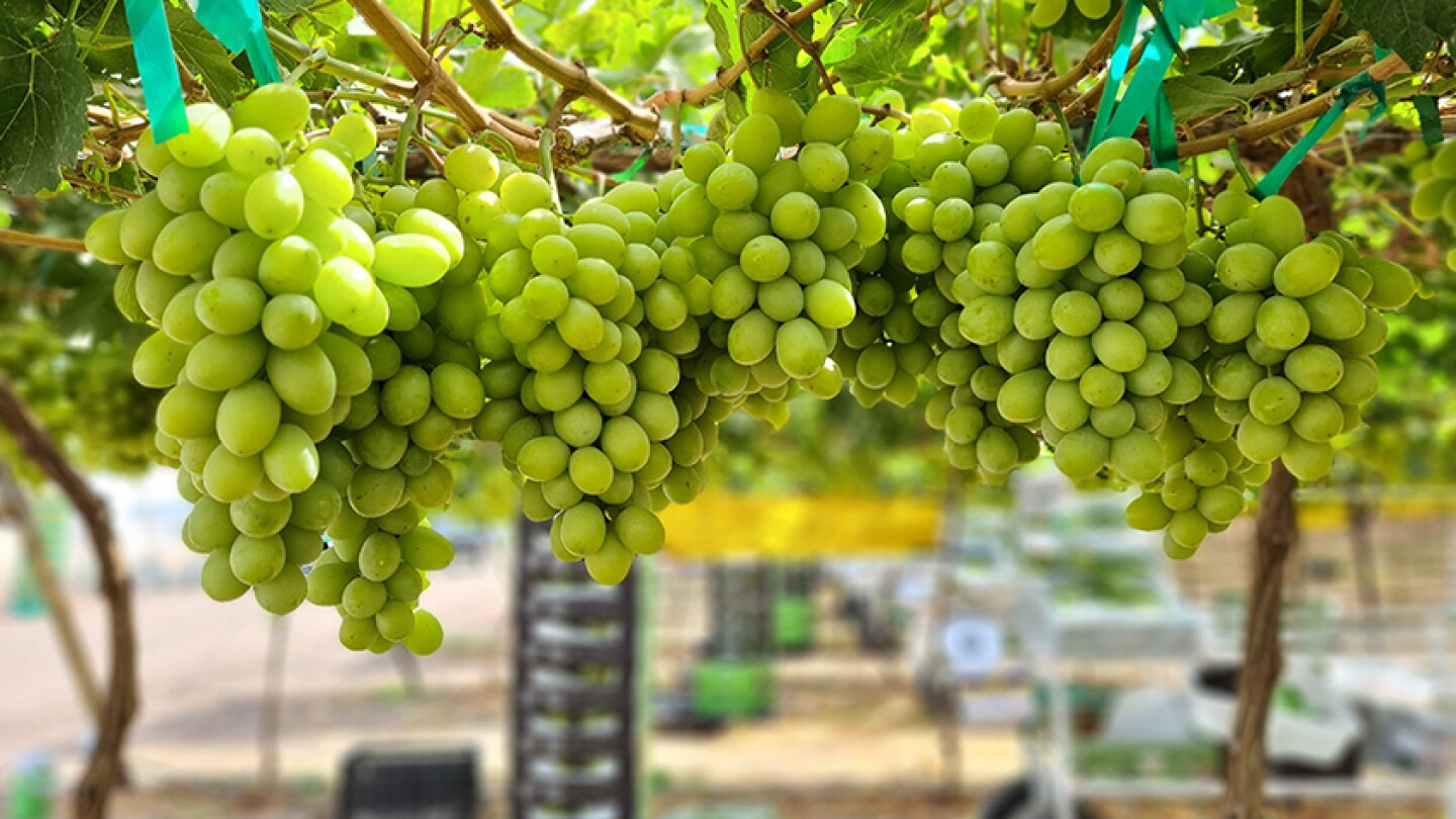 What’s ahead for table grape, cherry breeding - The Packer - Fruit and ...