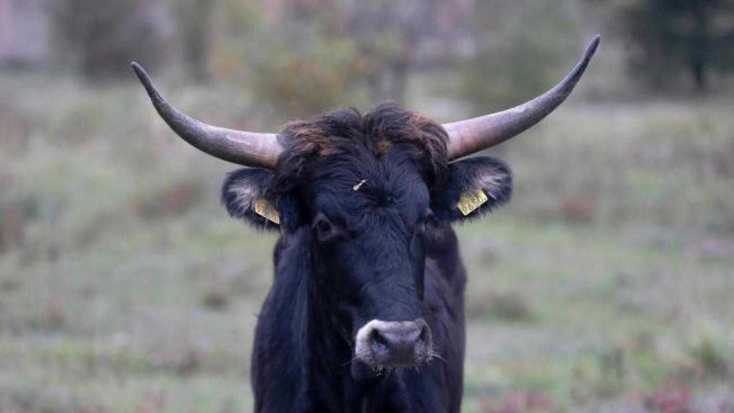 Wild Aurochs-like Cattle Reintroduced in Czech Republic