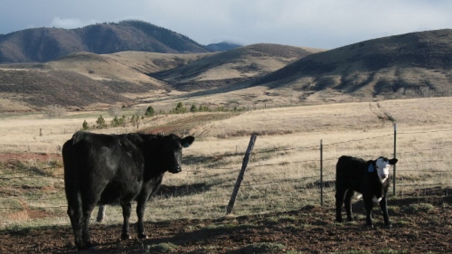 Understand BRD Risk Factors in Pre-Weaned Calves