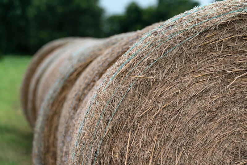 dried hay