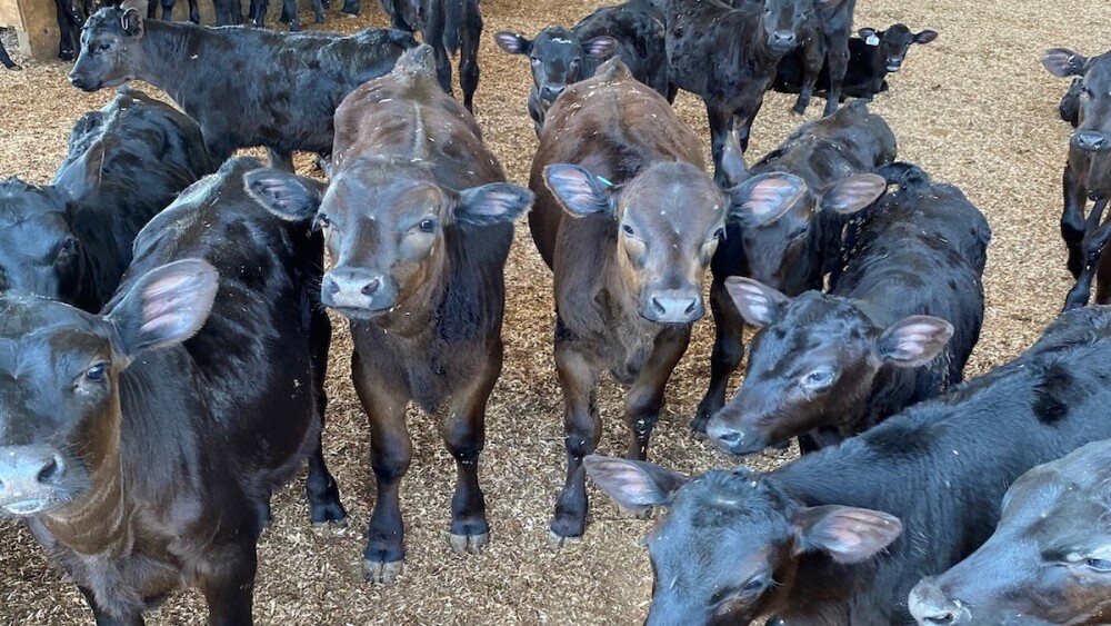 Weak Calves May Need A Big Squeeze