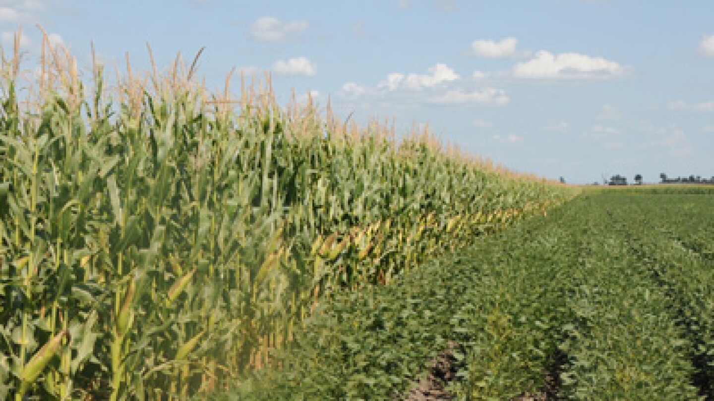 Corn, soybean CCI ratings show mild late-season improvements - Pro Farmer