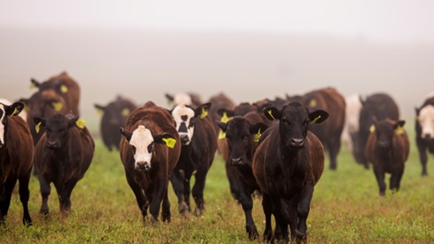 Effective and Sustainable Deworming Through Combination Treatment ...