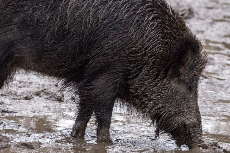 Wild Pigs on the Move: AFBF Supports USDA Translocation Study