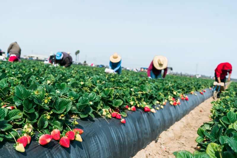 strawberry fields organic