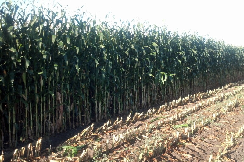 North Dakota State University Corn Silage Meeting Set - Dairy Herd