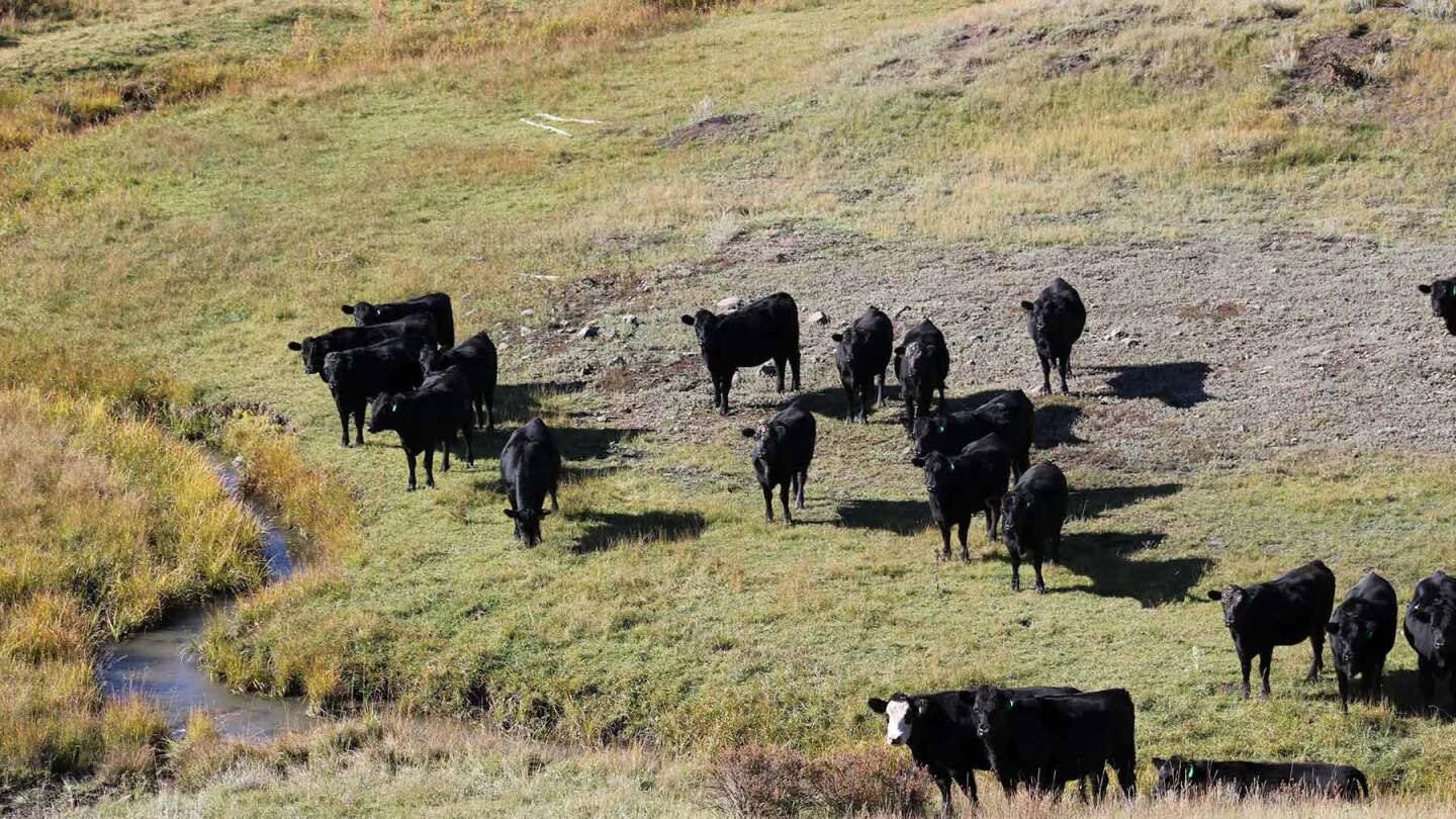 Jerry Bohn: Beef Is, and Always Will Be Sustainable
