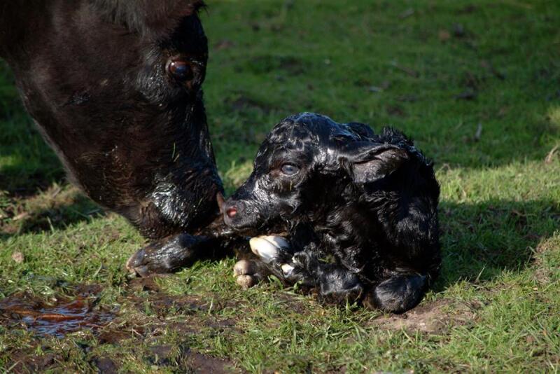 Retained Placenta in Beef Cattle - Drovers