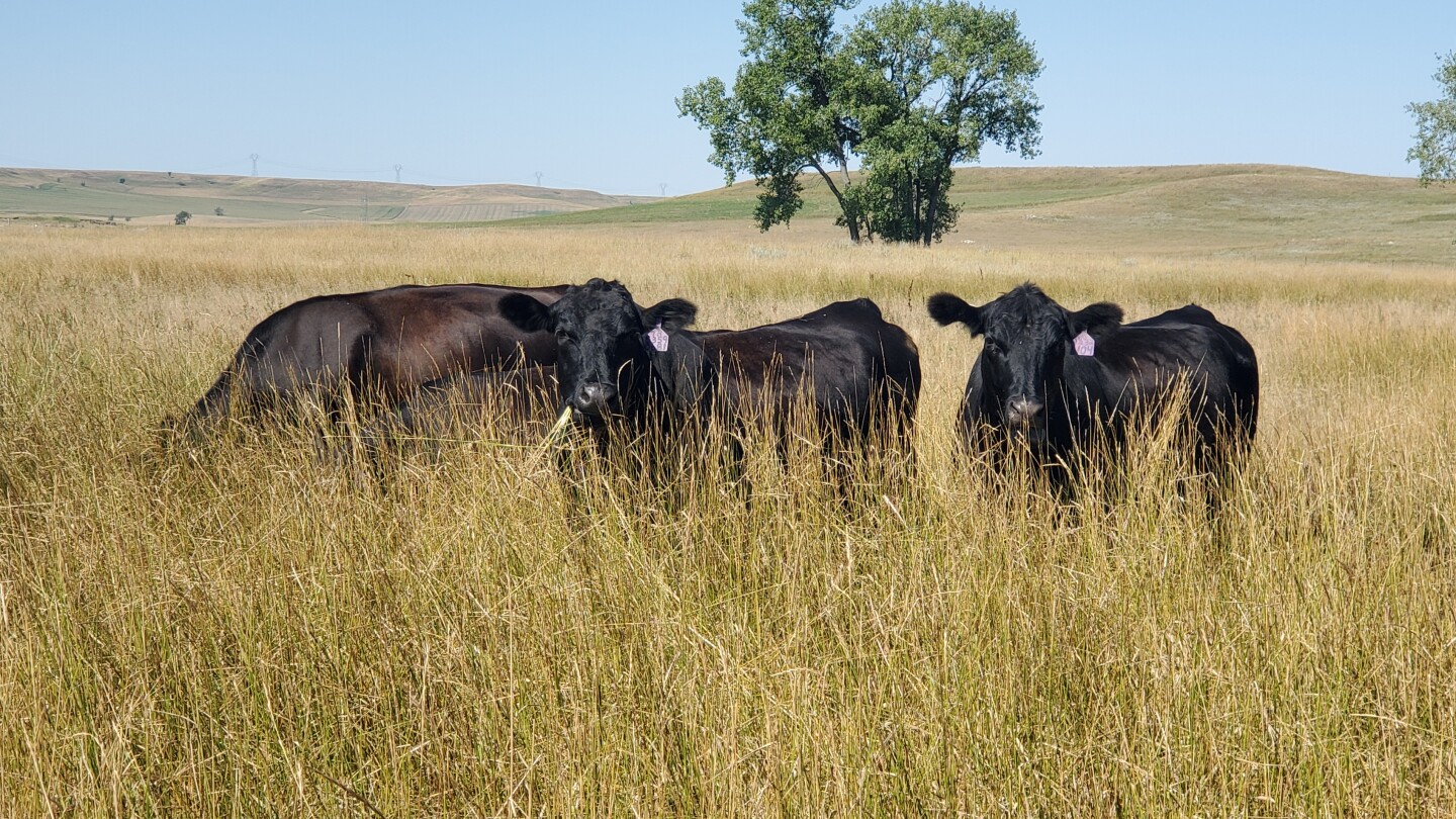 Controlling Flies on Cattle Requires Proper Timing