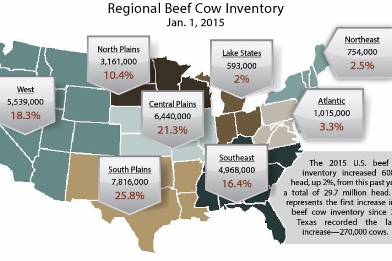 Cow Herd Expansion Becomes Reality