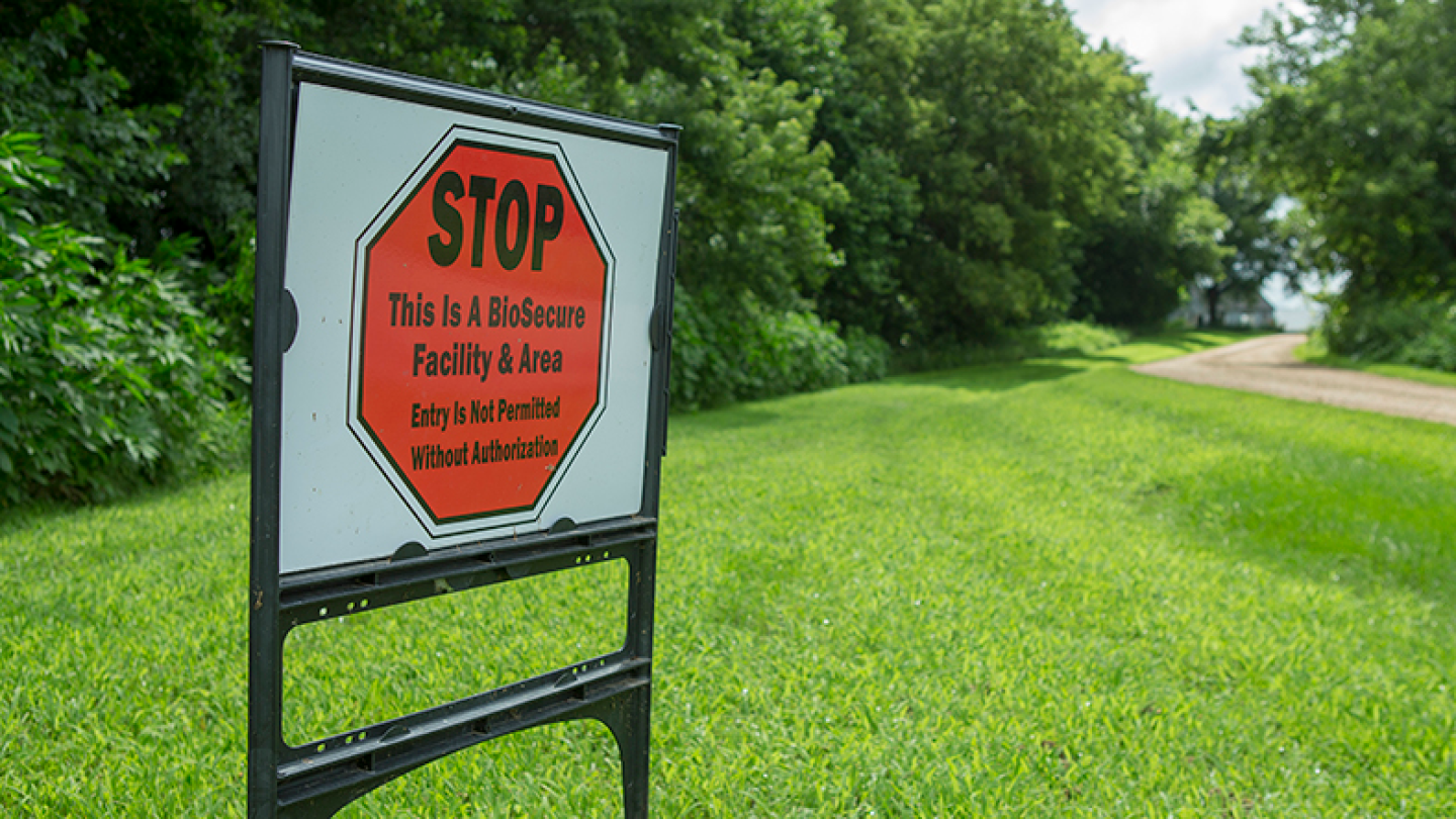 ASF Action Week: What You Need to Know About This Deadly Swine Disease