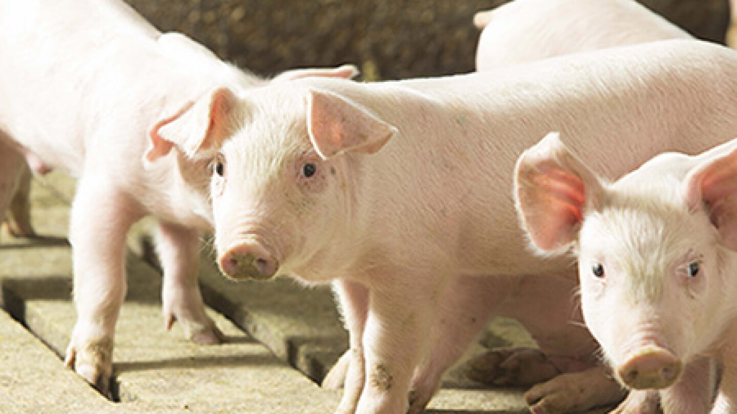 Cash Feeder Pig Prices Average $74.55, Up $3.23 from Last Week - Pork ...