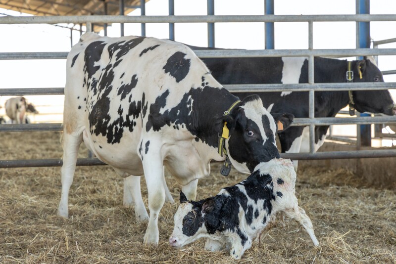 New Discoveries to Head Off Health Setbacks in Transition Cows - Dairy ...