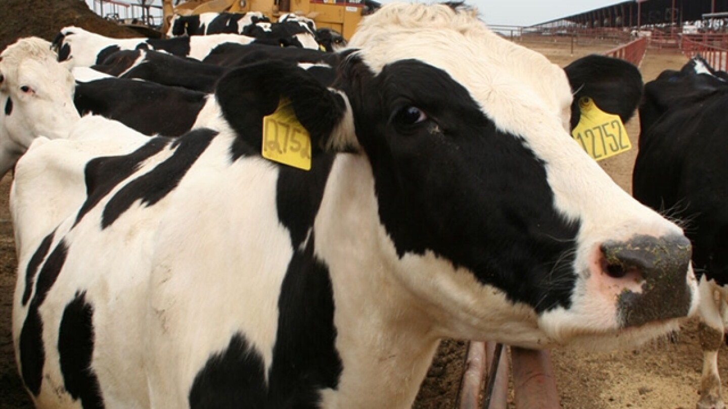 Senators Push USDA to Expand HPAI Strategy to Cover Turkeys, Dairy Cows ...
