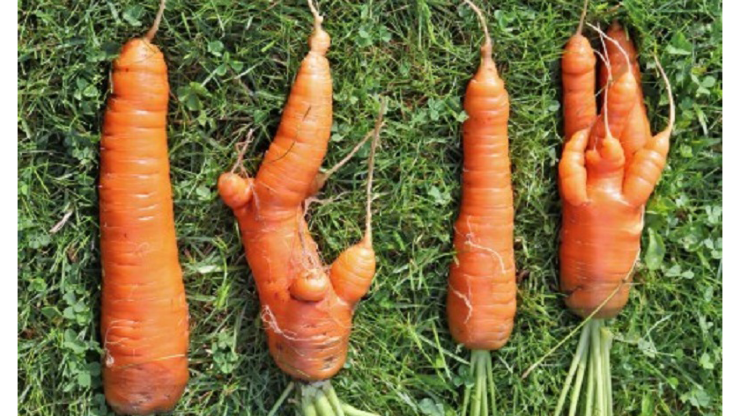 Making the case for ugly produce - The Packer