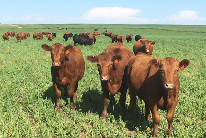 Peel: Record Calf Prices and More - Drovers