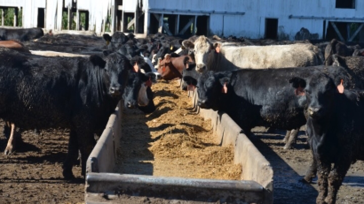 Derrell Peel: Cattle Market Factors To Watch In 2020 - Drovers