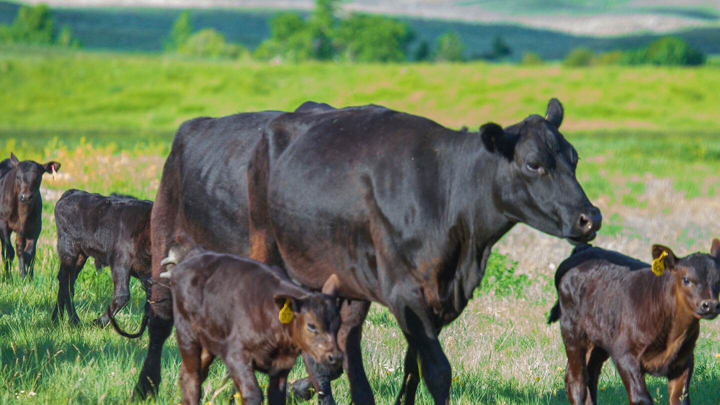 Differences Between High Medium And Low Profit Cow Calf Producers