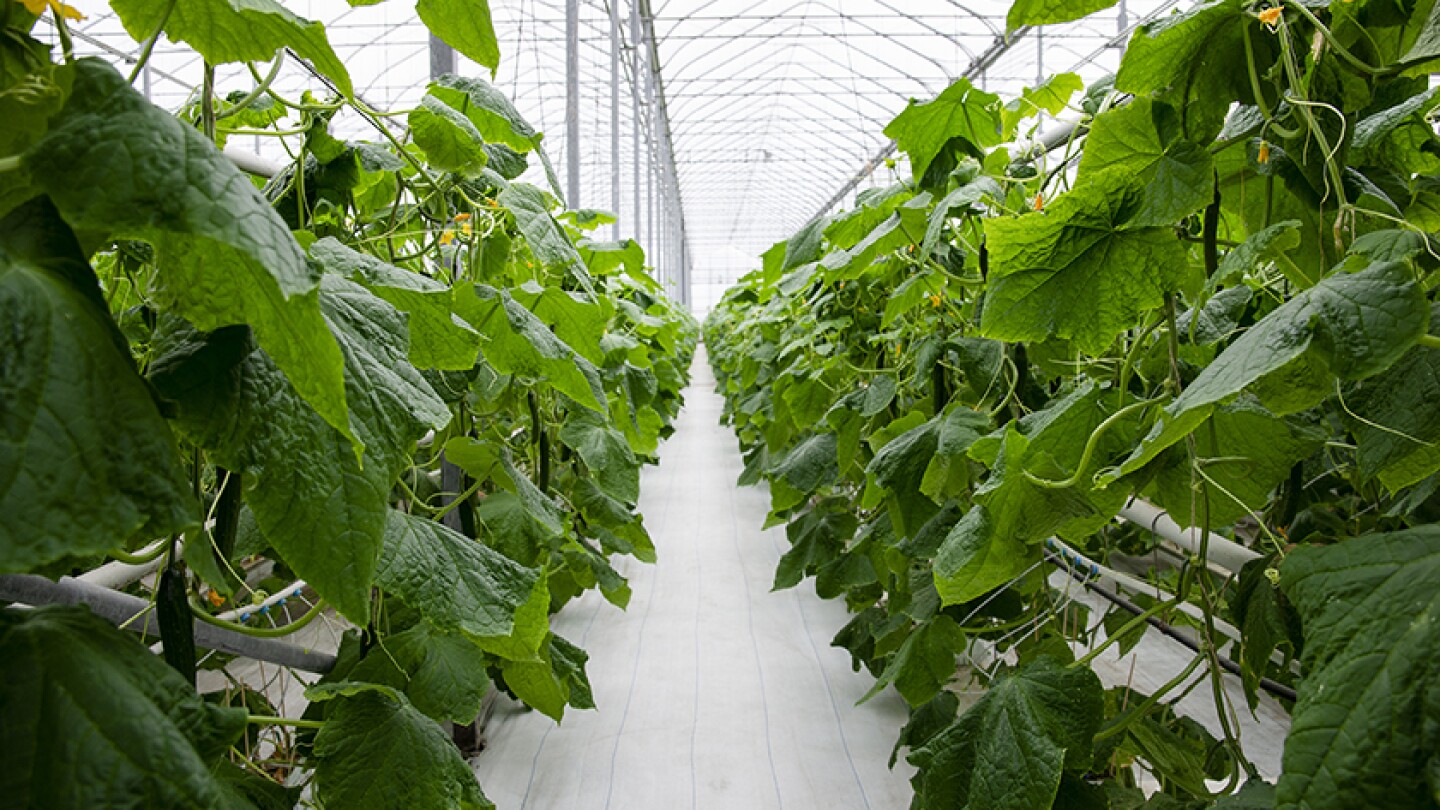 Cukes on display: Great Lakes Greenhouses looks forward to CPMA debut ...