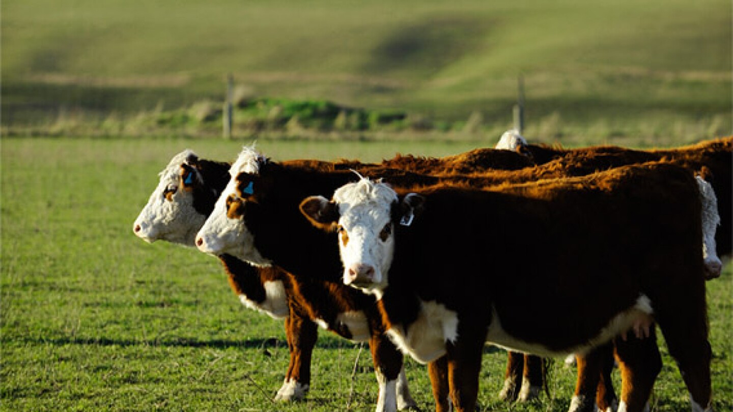 Cattle Futures Test Significant Resistance - AgWeb