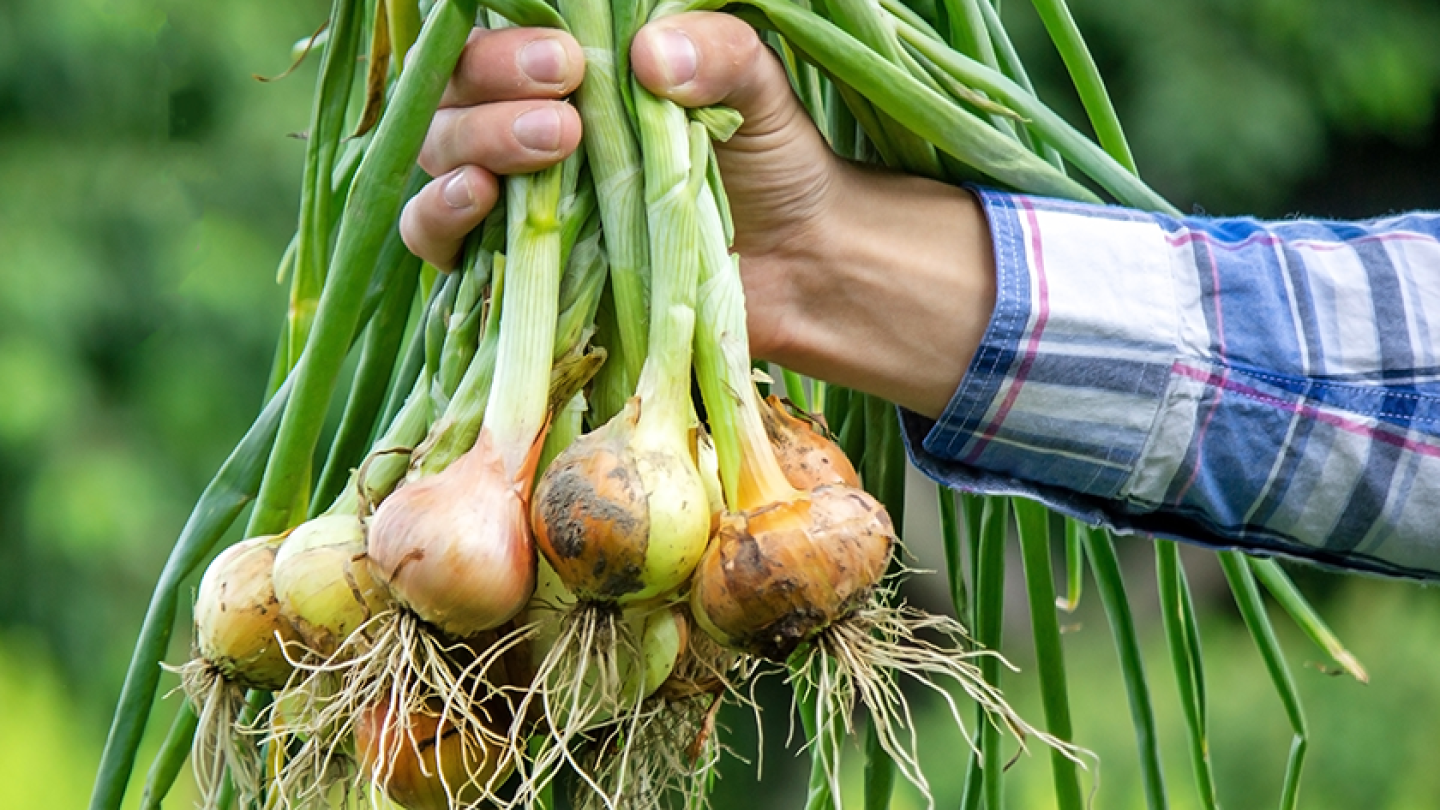 Syngenta Vegetables, Emerald Seed Co. partner on onion licensing - The ...